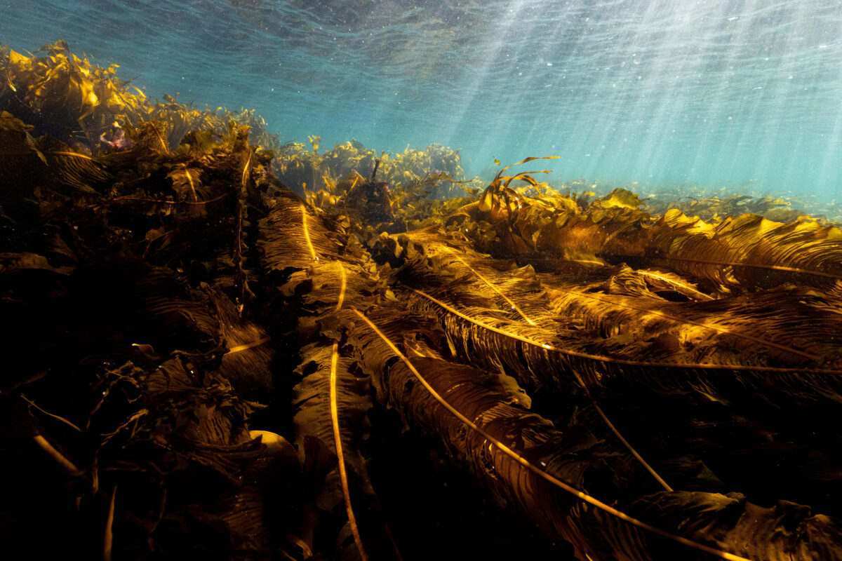 We plant the ocean – for seaweed farming and restoration | Seaweed ...