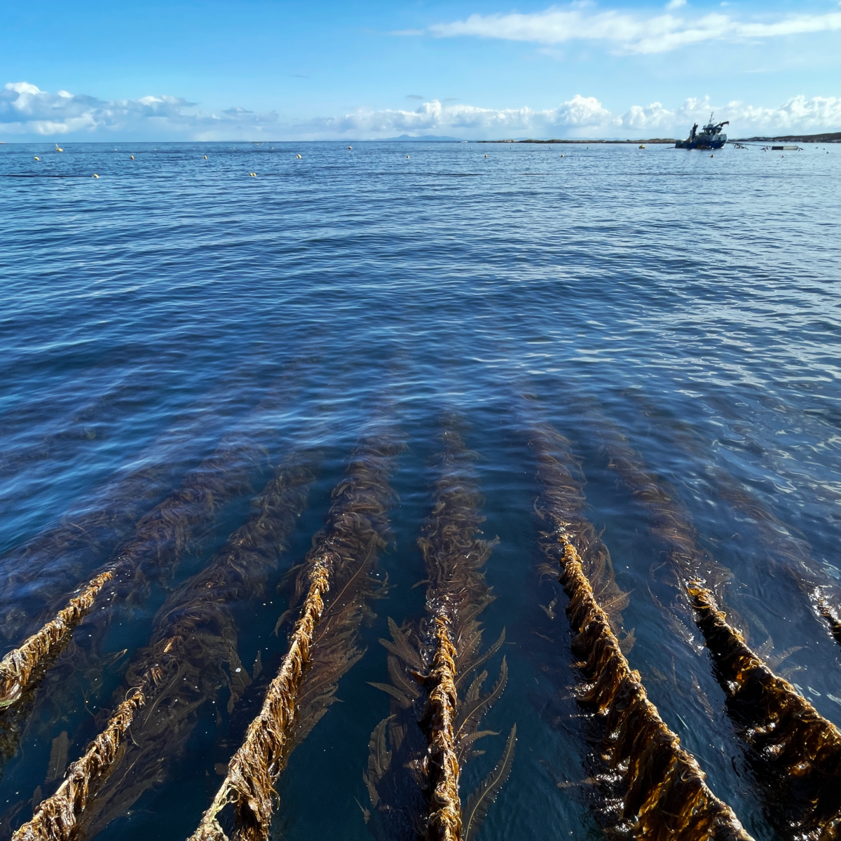 We plant the ocean – for seaweed farming and restoration | Seaweed ...