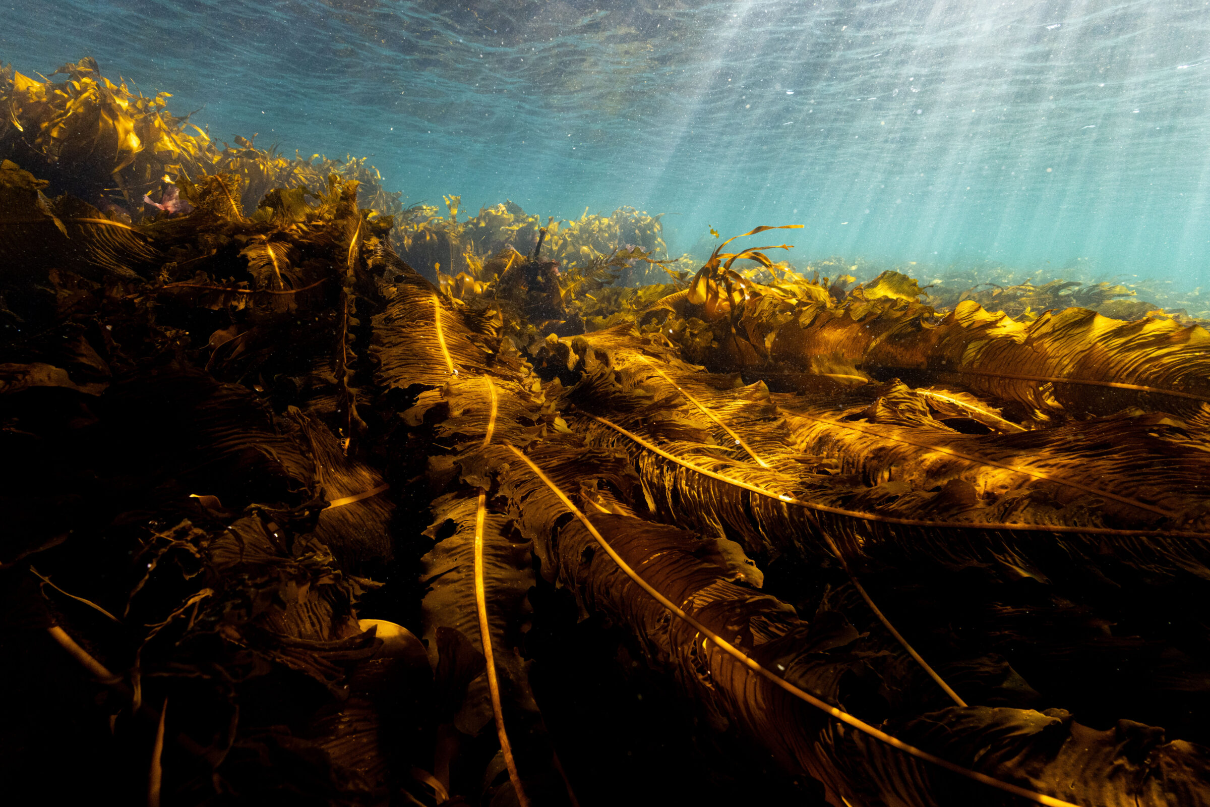 We plant the ocean – for seaweed farming and restoration | Seaweed ...