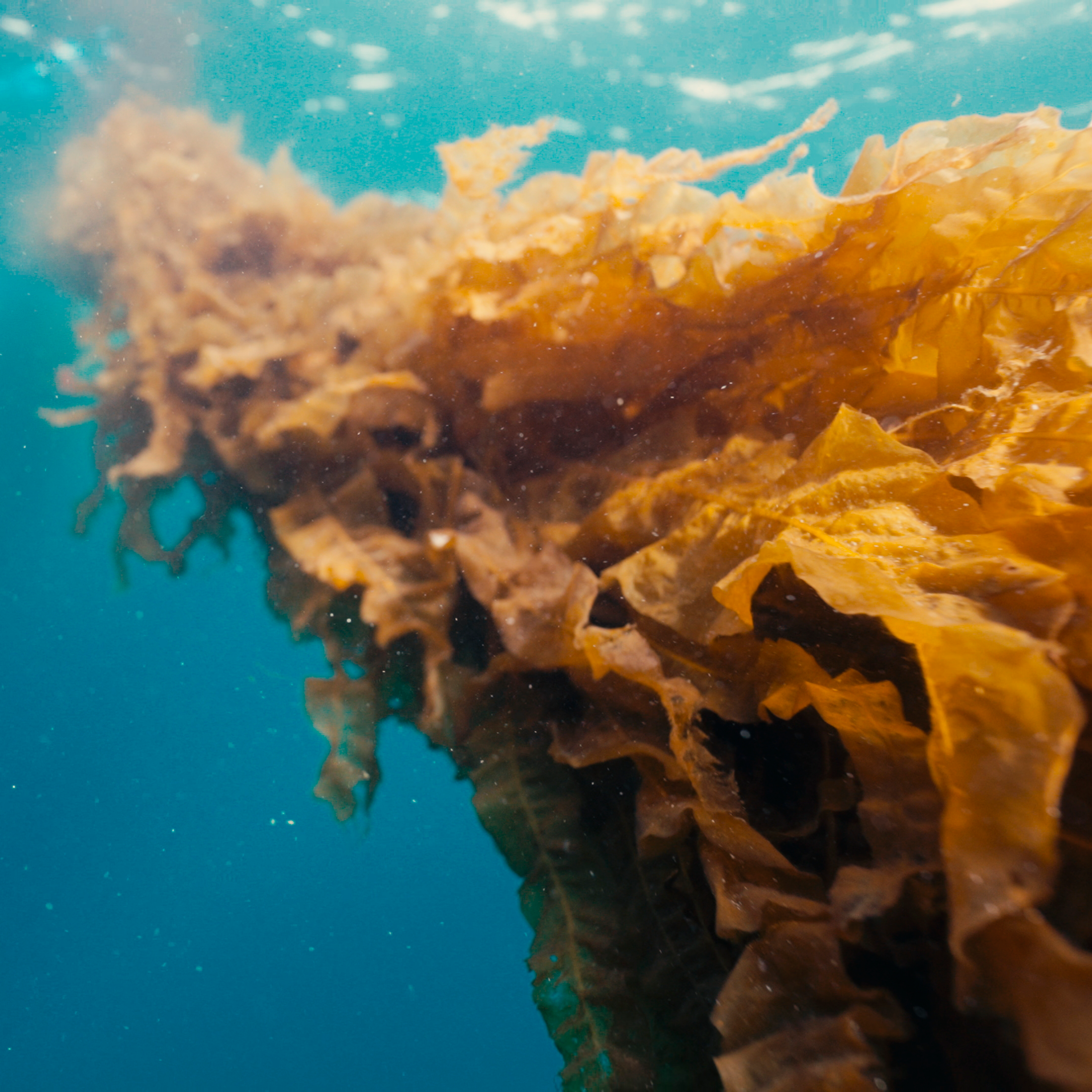 We plant the ocean – for seaweed farming and restoration | Seaweed ...